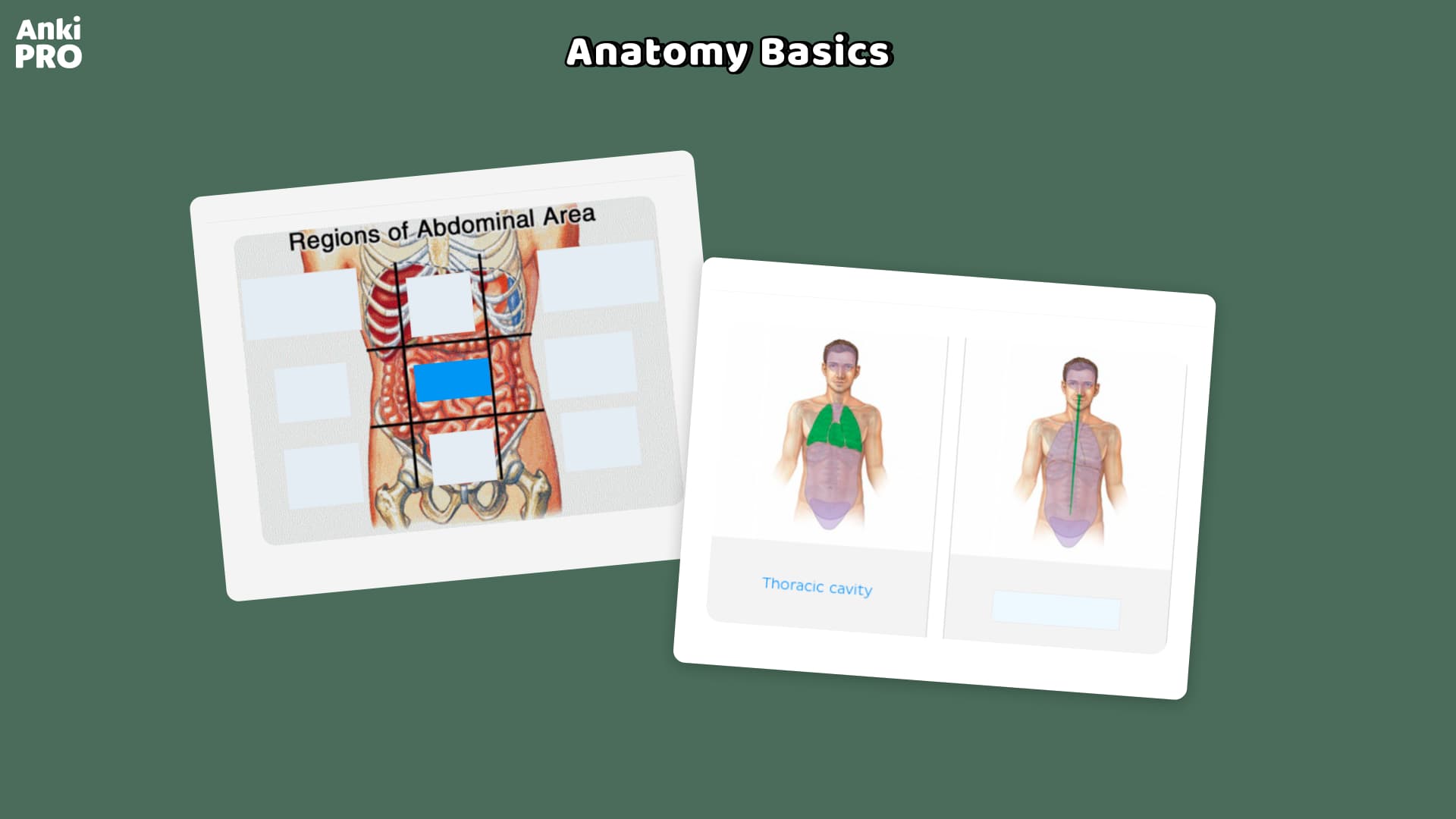 Your Body Is a Wonderland: Best Anatomy Flashcard Decks - Noji