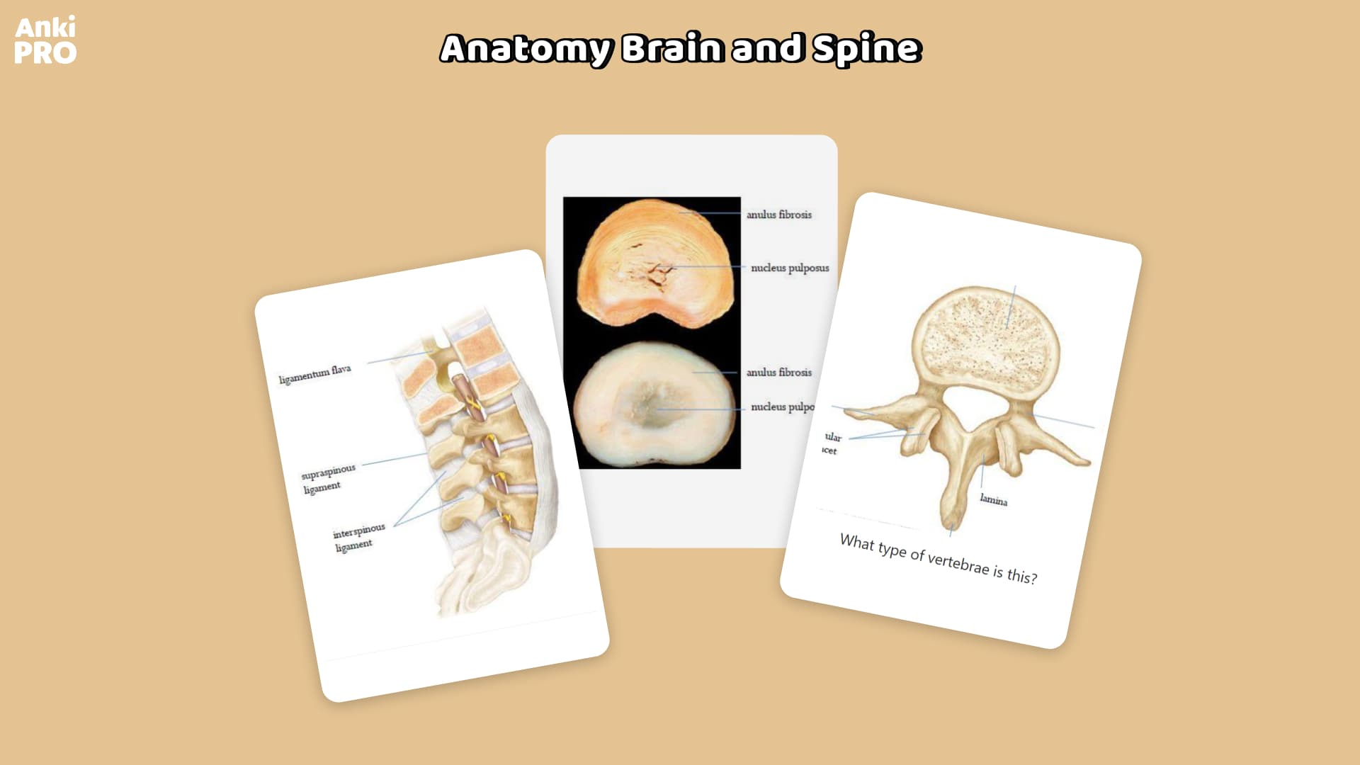 Your Body Is a Wonderland: Best Anatomy Flashcard Decks - Noji